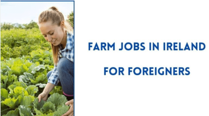 Potato Picking and Grading Jobs in Ireland for Foreigners 2024 (Apply ...